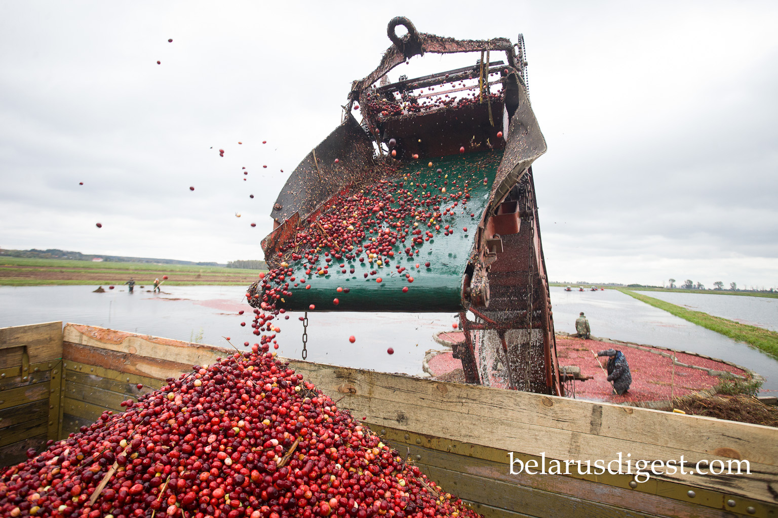 The Belarusian berry industry – Belarus photo digest | BelarusDigest