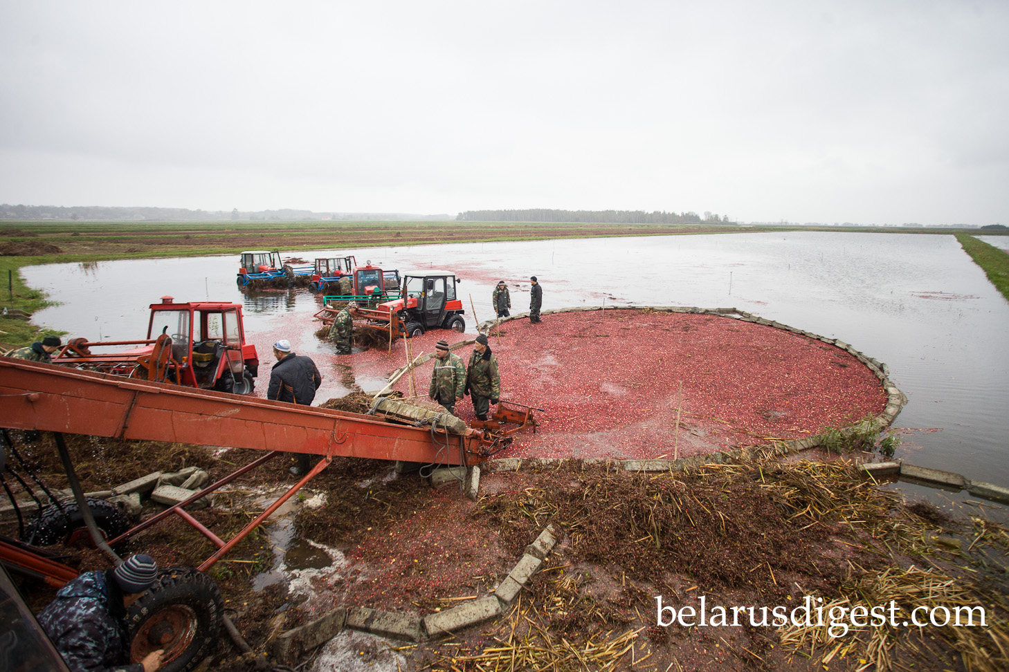 The Belarusian berry industry – Belarus photo digest | BelarusDigest