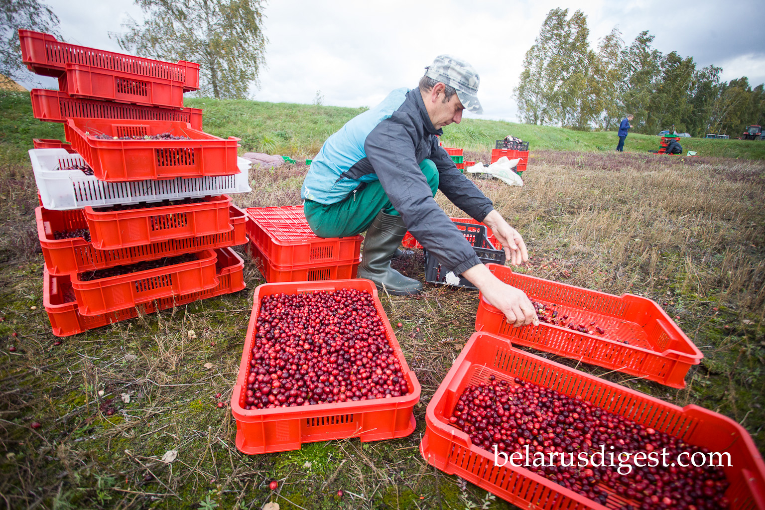 The Belarusian berry industry – Belarus photo digest | BelarusDigest